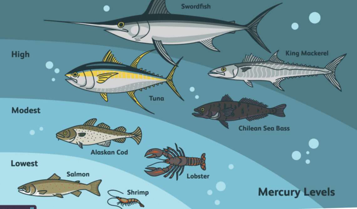 How Do The Elements Affect Overfishing?! | Grade 9 Science Journal (2022)